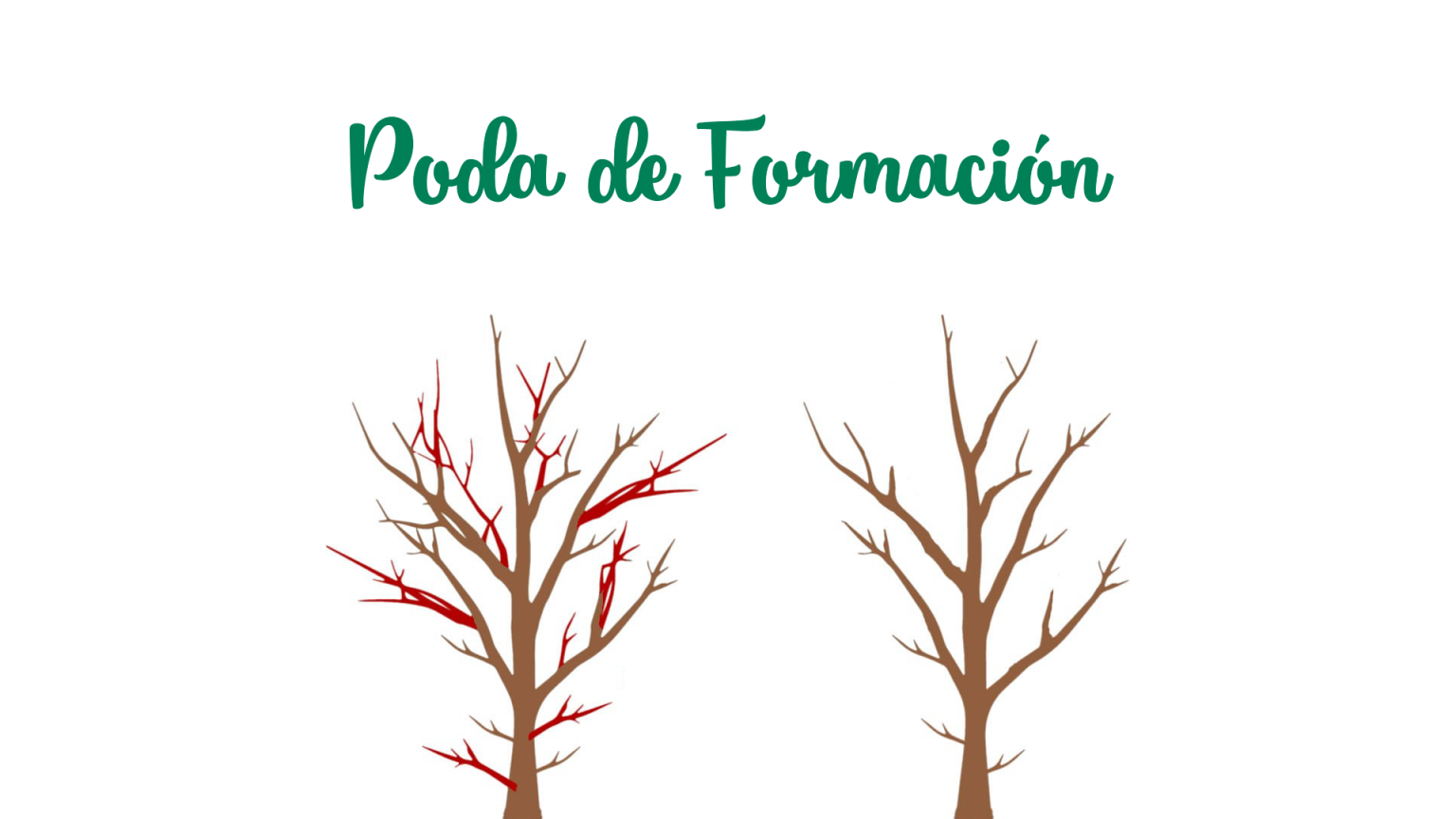 Hablamos sobre la Poda | Garden Florymar