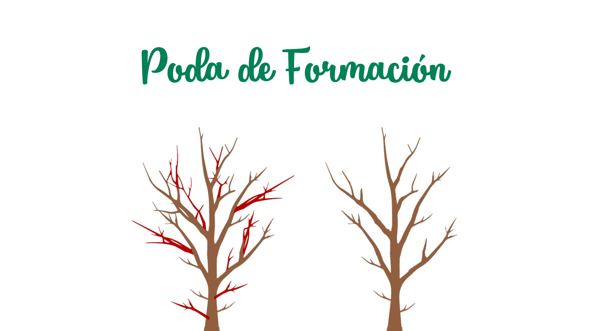 Hablamos sobre la Poda | Garden Florymar