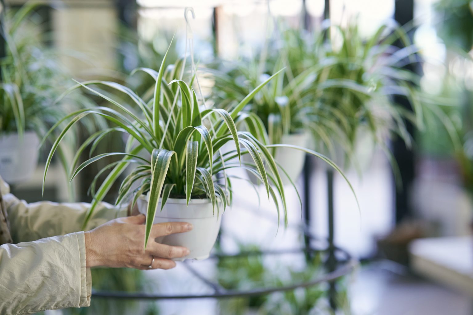 Guía completa para cuidar tu Cinta (Chlorophytum comosum) y mantenerla ...